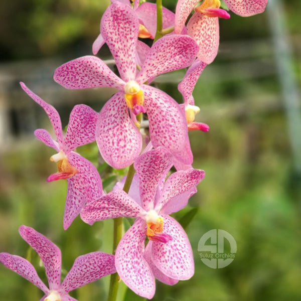 Mokara Orchids