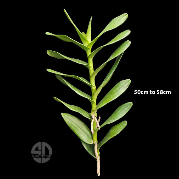 Aranthera James Storie Red Mature - Big Top Cuttings