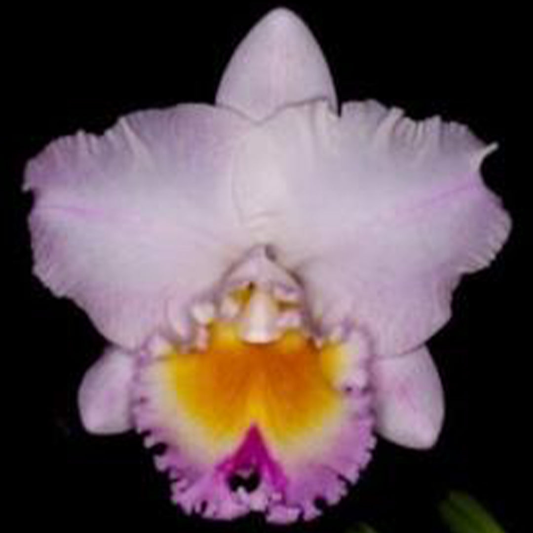 Cattleya Orchid Plant Blc. California Girl 'Orchilabrary Seedling