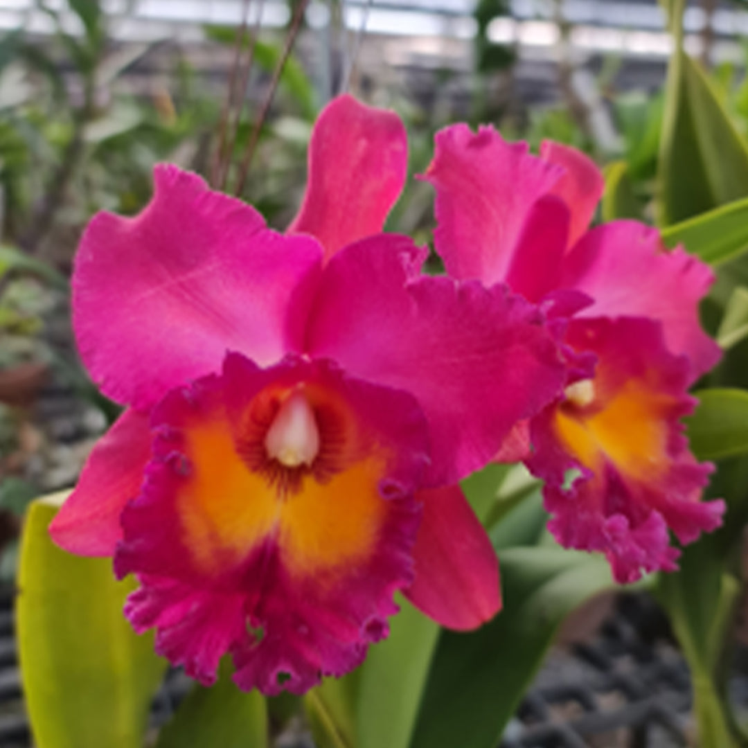 Cattleya Orchid Plant Blc.Nadia Song x Petch Korat Seedling
