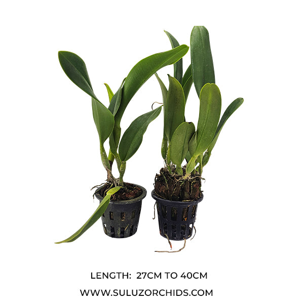 Cattleya Orchid Plant Rlc.Chomthong Fancy Mature - Ready To Flower