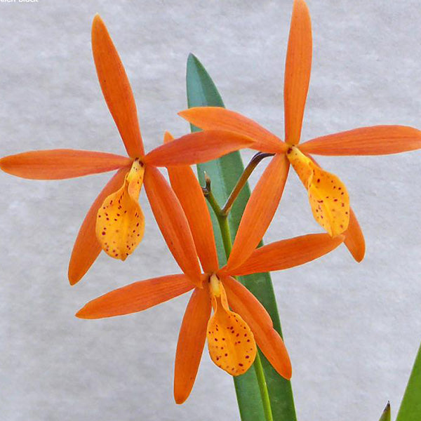 Cattleya Orchid Plant Pcv. Golden Peacock Seedling