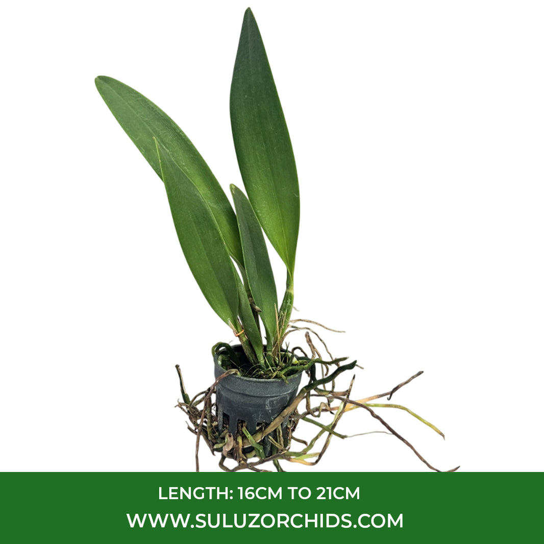 Cattleya Orchid Plant Pink Pleat Seedling