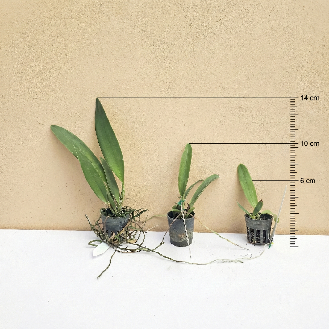 Cattleya Orchid Plant Cattlianthe Netrasiri Fireball Seedling