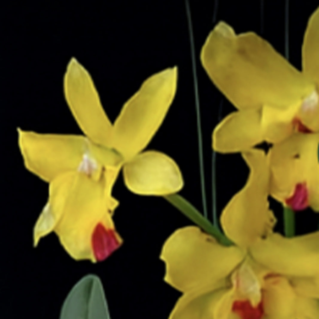 Cattleya Orchid Plant Smiling Lady Seedling