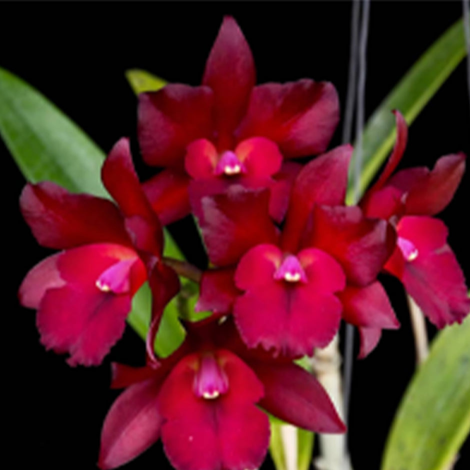 Cattleya Orchid Plant Cattlianthe Netrasiri Fireball Seedling
