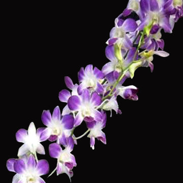 Dendrobium Orchid Plant Airway Blue x Blue Angel #341 Mature Bushy ...
