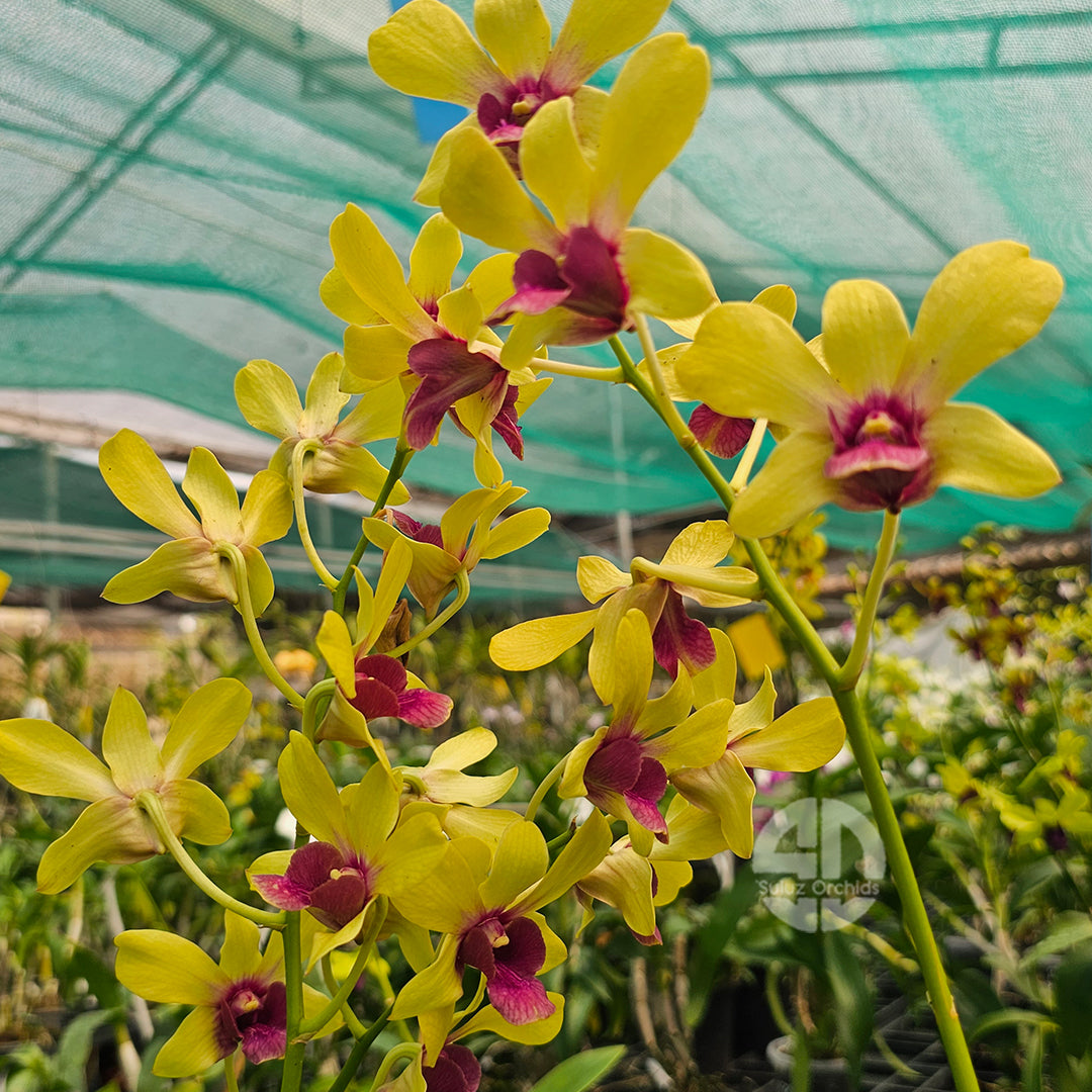 Dendrobium Orchid Thongchai Pinwattana x Boonchu Gold #260 Mature With