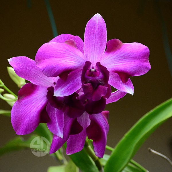 Dendrobium Orchid Plant Trisara Mature Bushy - Ready To Flower