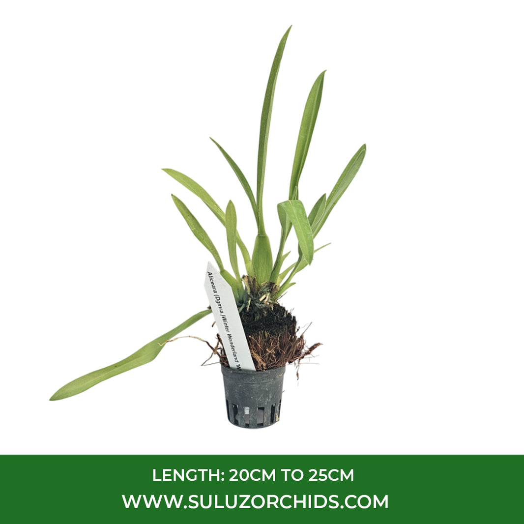 Oncidium Orchid Plant Aliceara (Dgmra.)Winter Wonderland 'White Fairy'