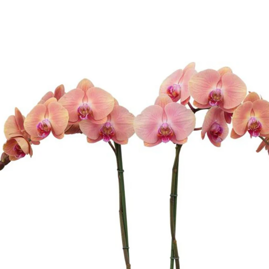 Phalaenopsis Orchid Midsummer Night Mature Plant With Bud/Flower