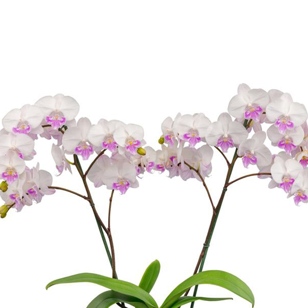 Phalaenopsis Orchid Resonance Seedling Size