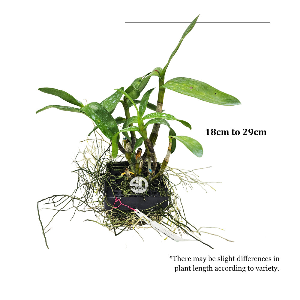 Dendrobium Exotic Orchid Plant Jairak Spider 'Brown' x Den. lasianther