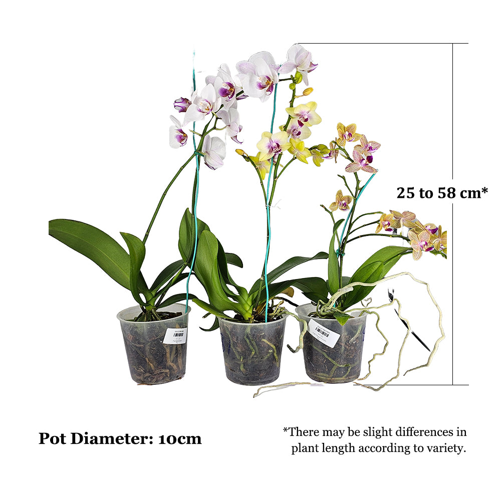 Phalaenopsis Orchid Plant - Pirate Picotee Mature