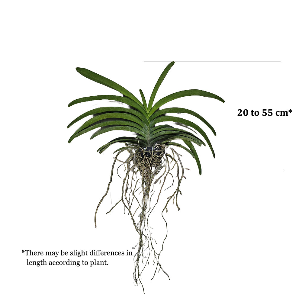 Vanda Orchid Plant - Mini Palmer x Vanda Dr. Anek Swb 480 Mature