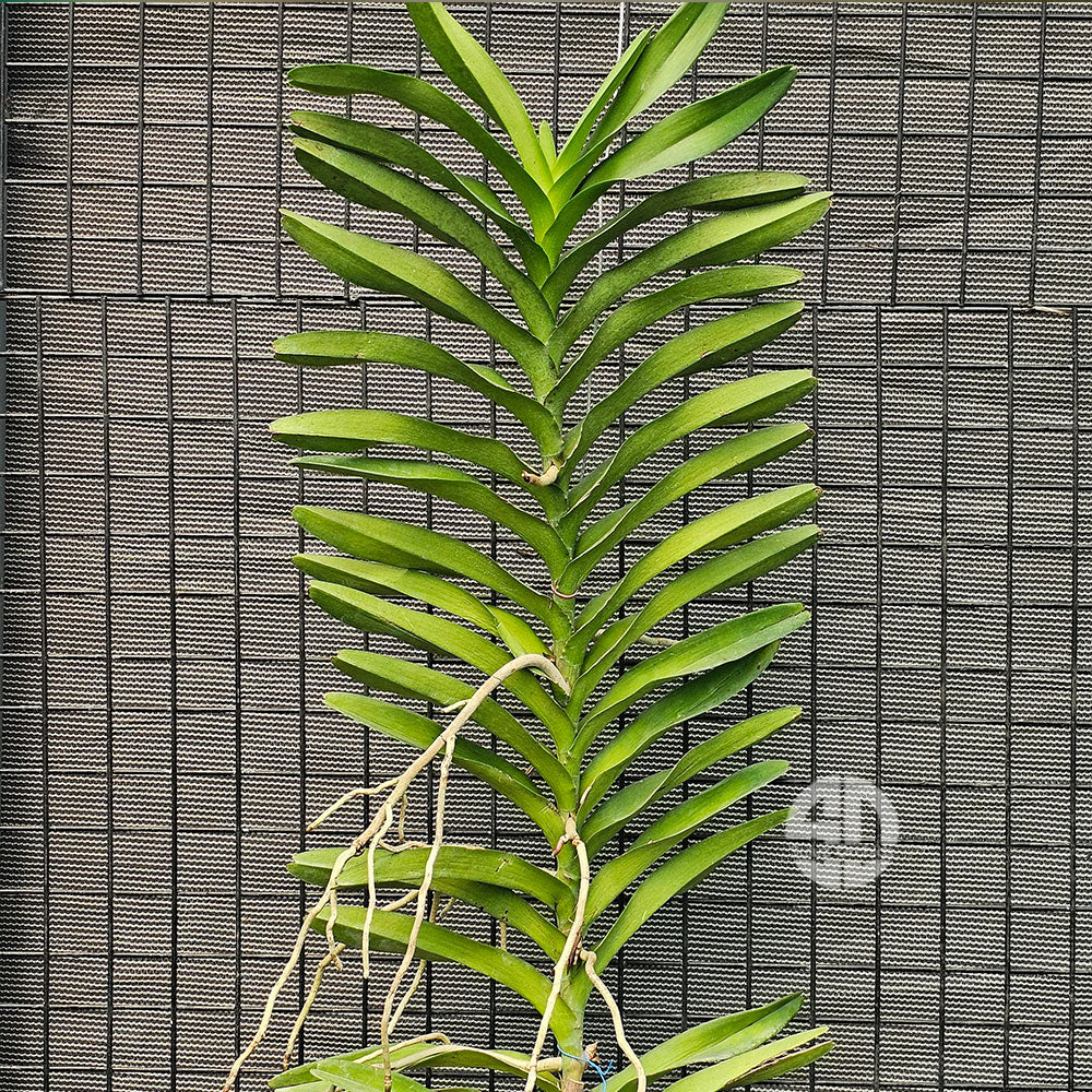 Mokara Orchid Plant Nora Blue Mature - Big Top Cutting - Ready To Flow