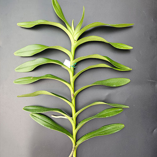 Spider Orchid Plant Aranda Pani Top Cutting Mature