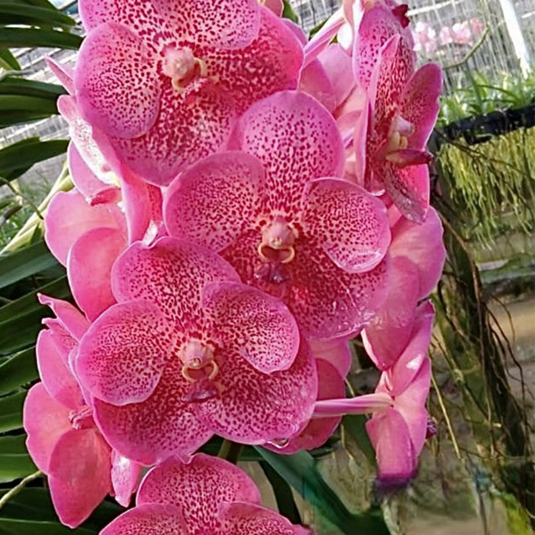 Vanda Orchid V.(Dr.Anek x Kulvadee Fragrant New) #51 Mature - Ready To