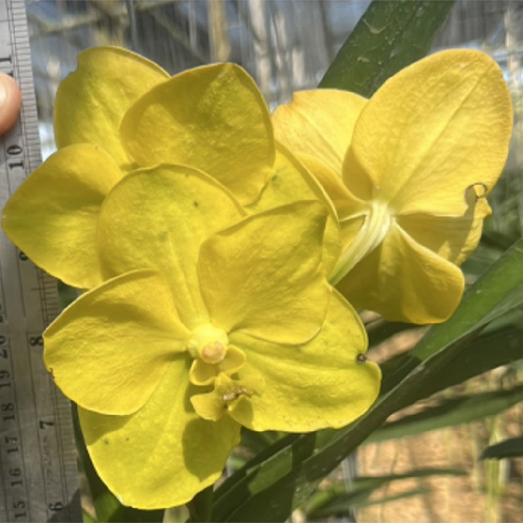 Vanda Orchid V.(Thananchai x Udom Gold) #29 Mature - Ready To Flower
