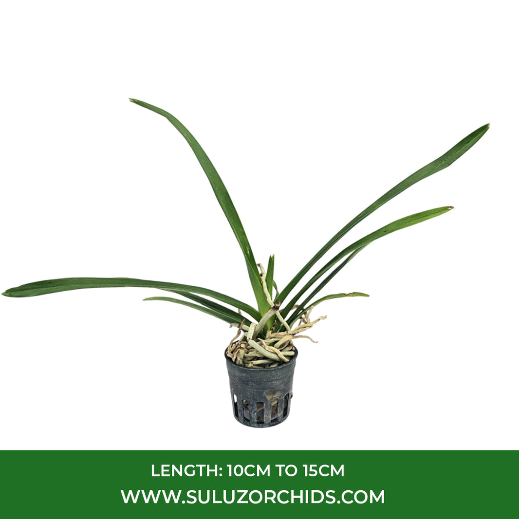 Vanda Orchid Plant - (Mini Palmer x denisoniana) Seedling