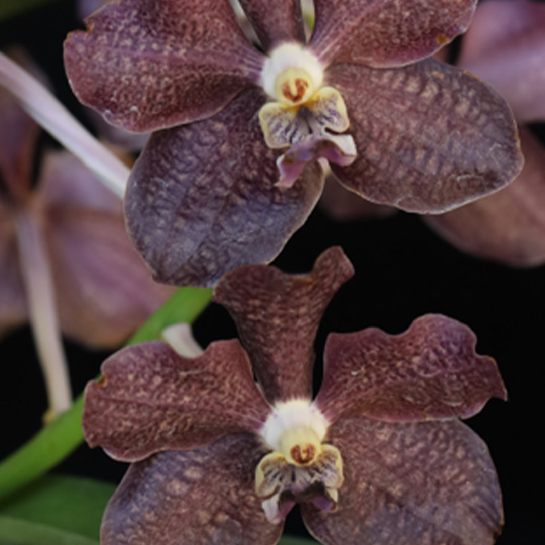 Vanda Orchid Plant - (Mini Palmer x denisoniana) Seedling