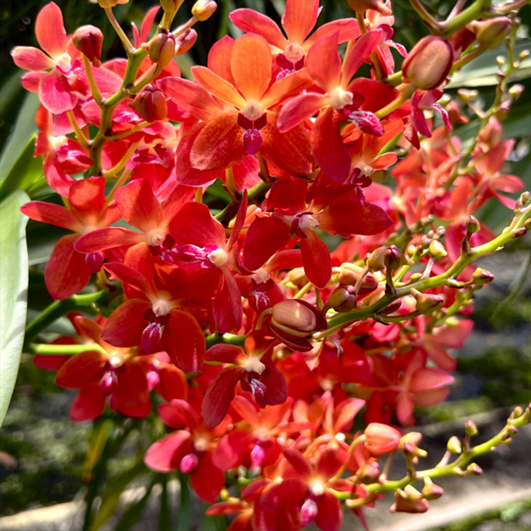 Vanda Orchid Joannara Jairak Squirrel Mature - Ready To Flower