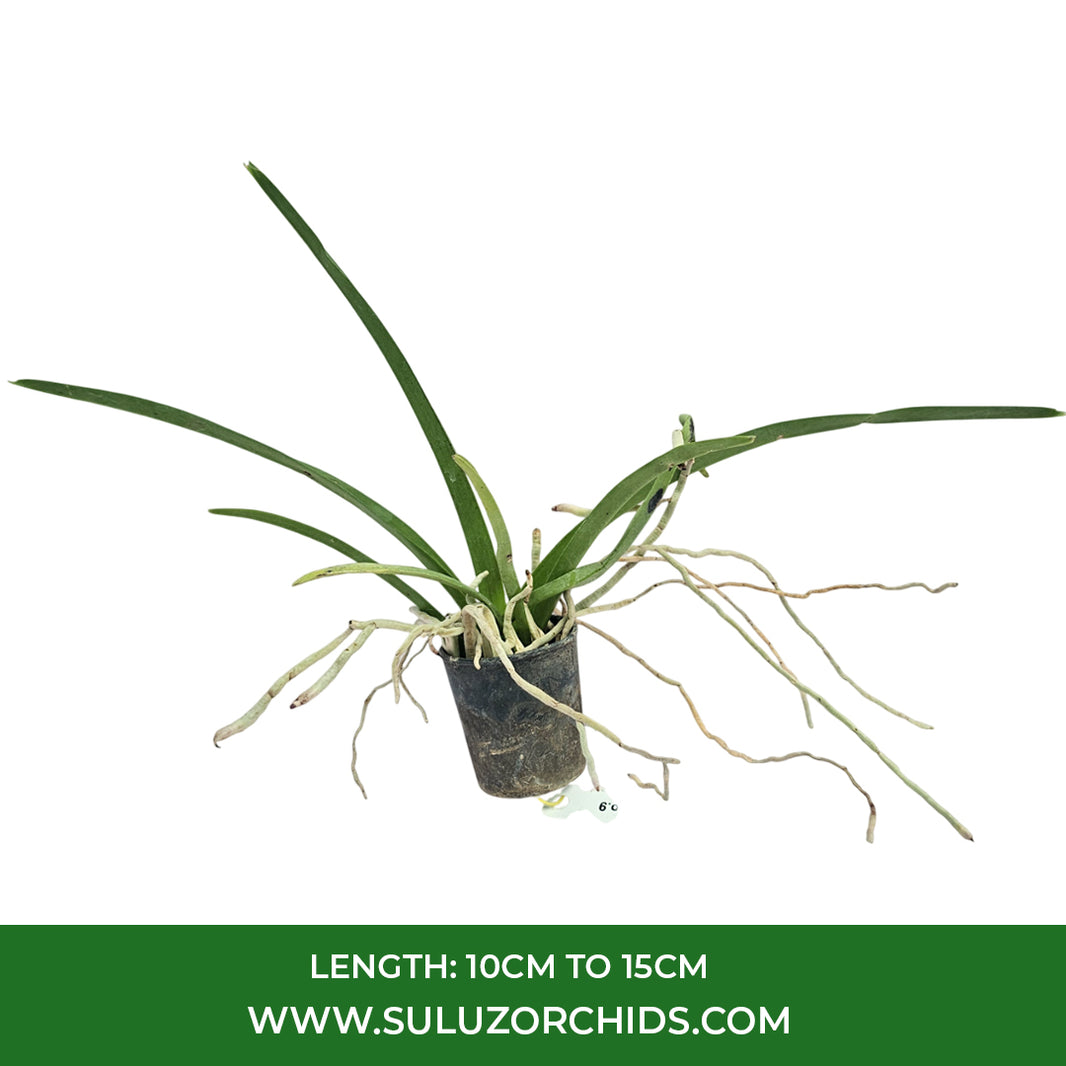 Vanda Orchid Plant - Sanchai Gold Spot No.9 Seedling