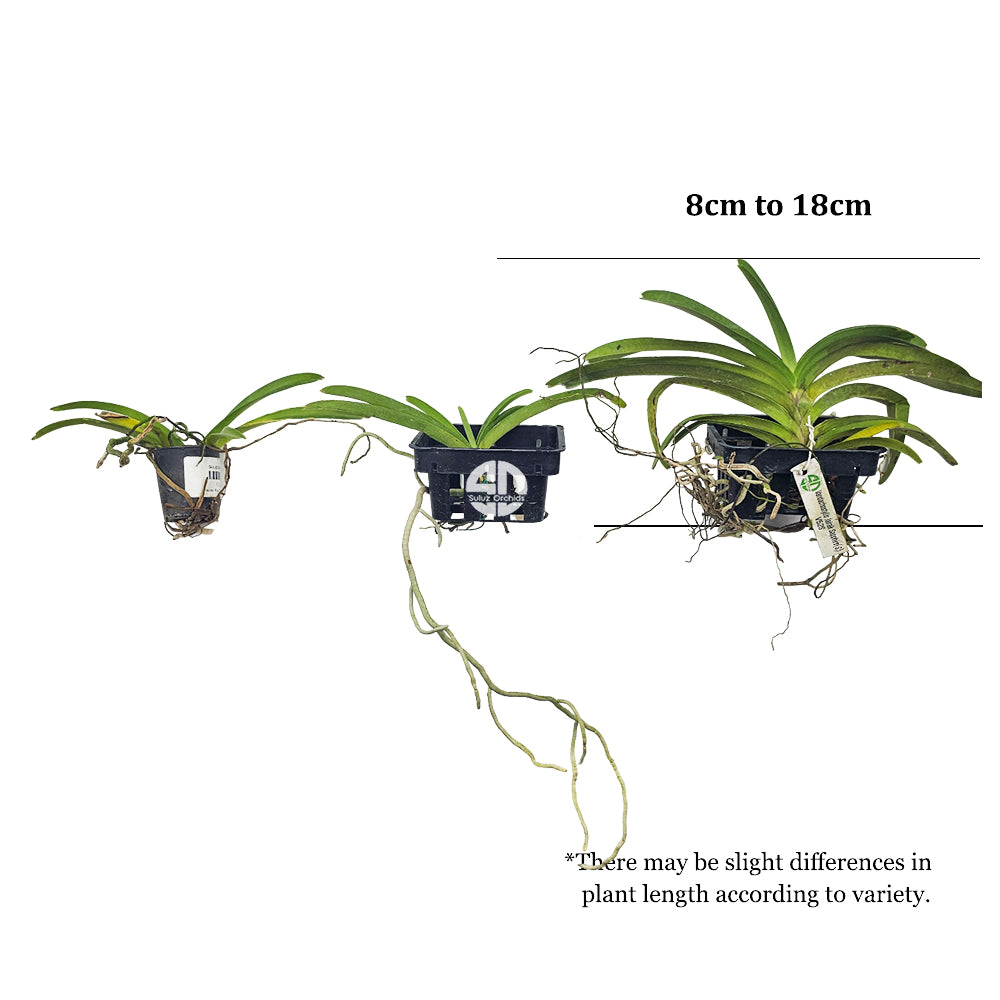 Vanda Orchid Plant - Vandachostylis Jairak Sapphire Seedling